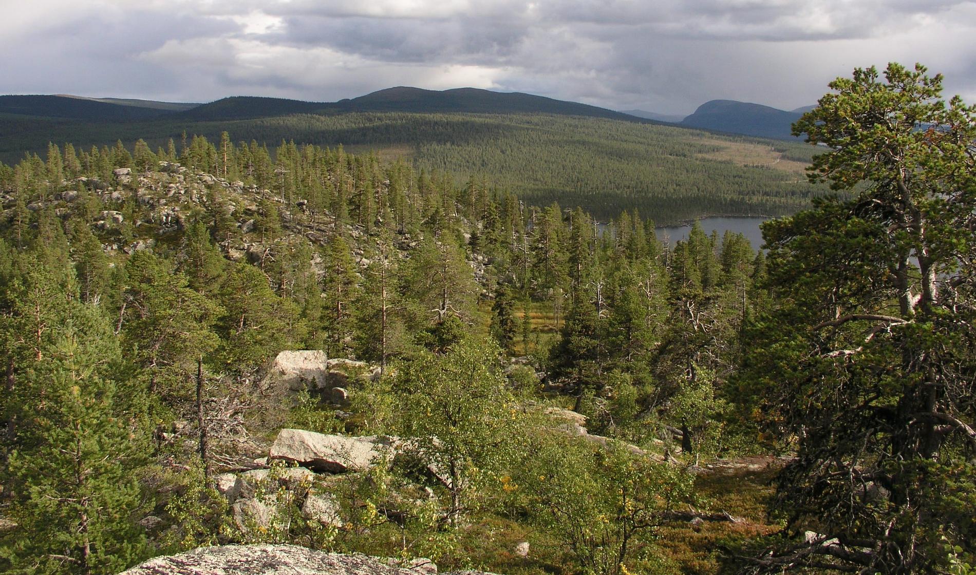 Skog med hotade arter riskerar huggas ner Skog med hotade arter riskerar huggas ner